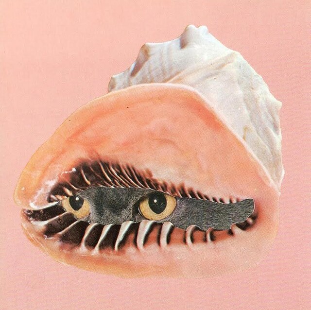 The Art of Cats in Seashells | AnOther