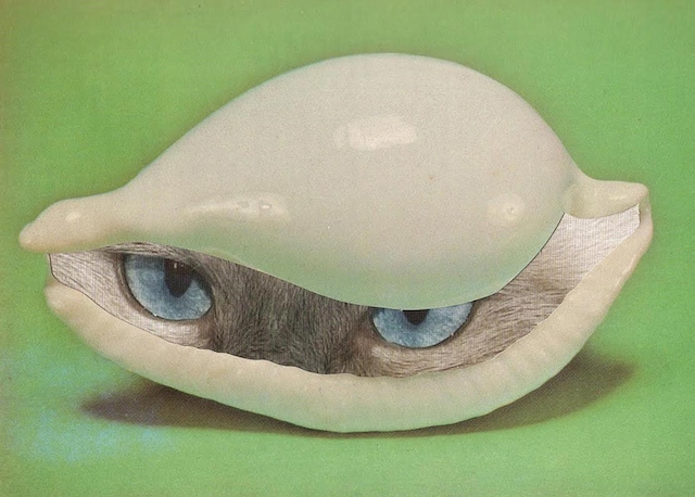 The Art of Cats in Seashells | AnOther