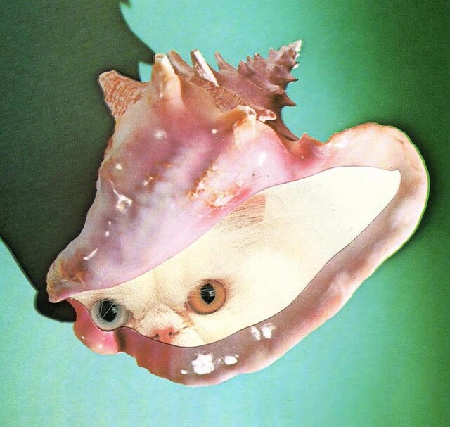 The Art of Cats in Seashells | AnOther