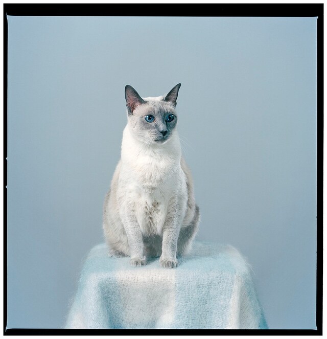 Photographing Cats Atop Plinths | AnOther