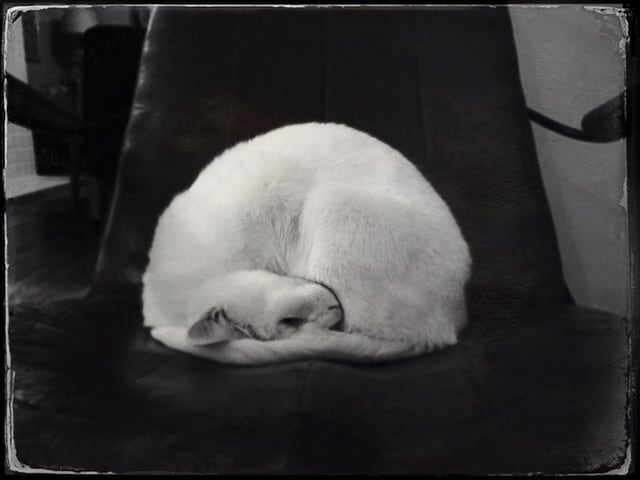 Leading Photographers’ Snapshots of Nonchalant Cats | AnOther