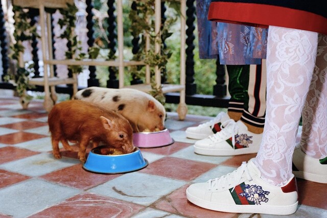 Piglets Are the Stars of Gucci’s New Campaign | AnOther