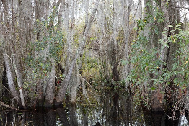 Photographing Swamps to Create a Portrait of Contemporary America | AnOther