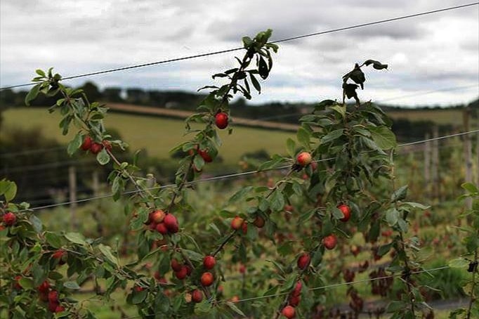 Riverford Farm and Field Kitchen | AnOther