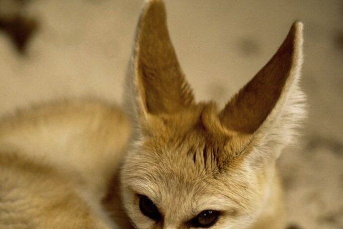 AnOther's Favourite Animals | AnOther