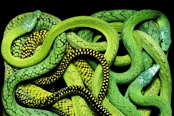 The Year of the Snake | AnOther