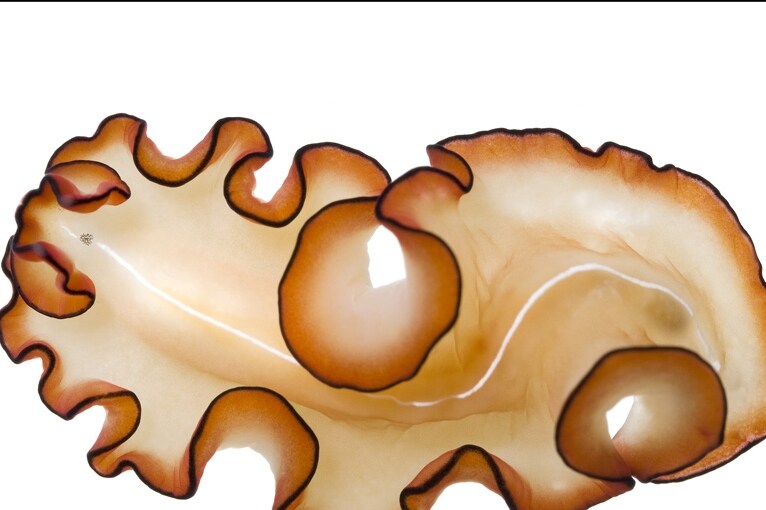 Spineless: Portraits of Marine Invertebrates | AnOther