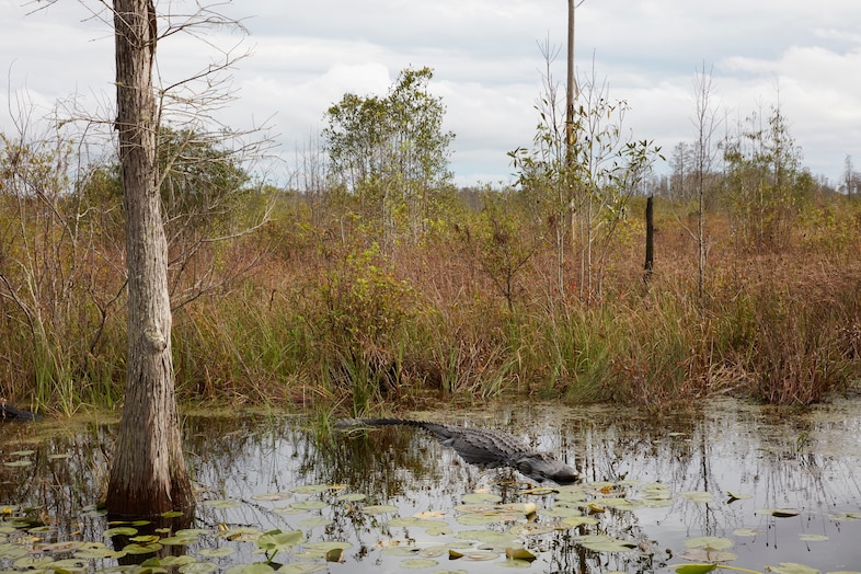 Photographing Swamps to Create a Portrait of Contemporary America | AnOther