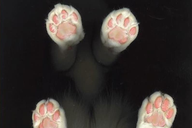 Scanner Cat | AnOther