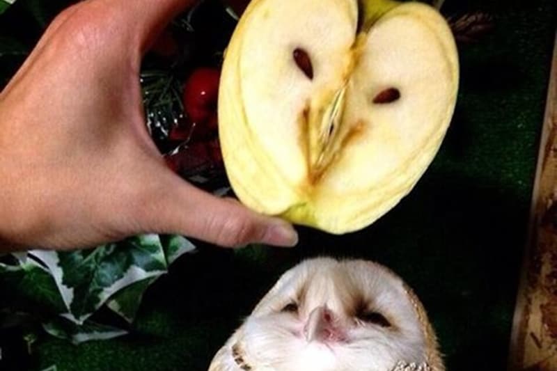 Apple of my Owl | AnOther