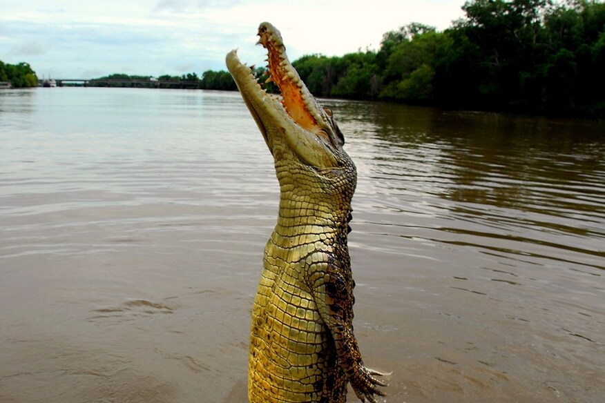 Animals Leaping | AnOther