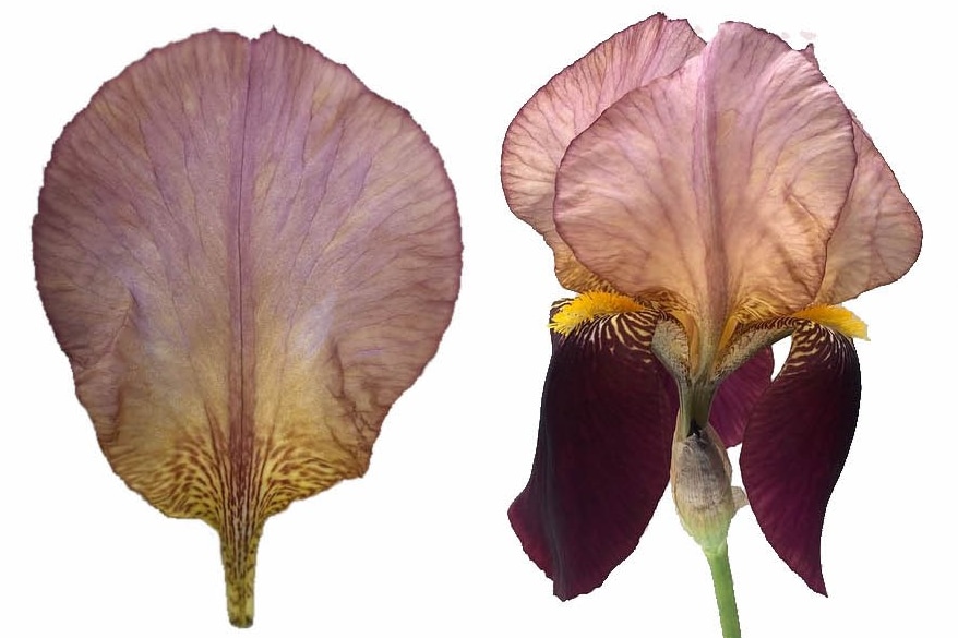 Robbie Honey: A Man of Many Petals | AnOther