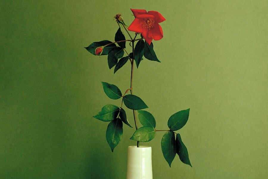 Painterly Photographs of Solitary Flower Stems | AnOther