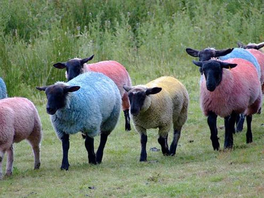 Multicoloured Sheep | AnOther