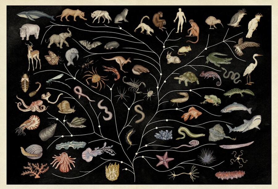 Embracing the Inner Child: Animalium | AnOther