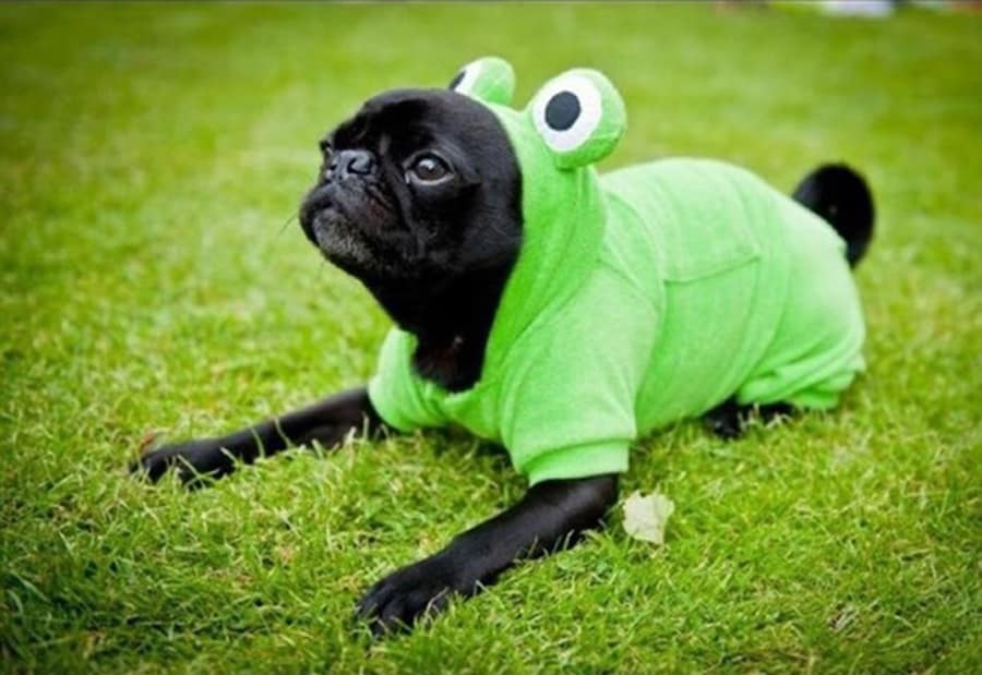 The Ultimate Pug Shot | AnOther