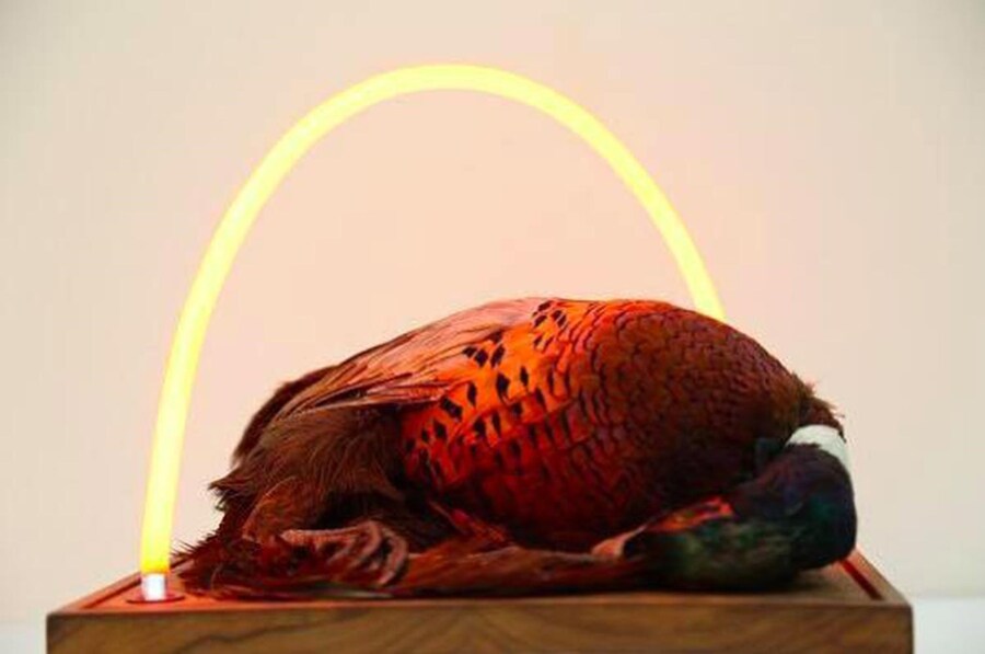 Five Marvellous Modern Taxidermy Artists | AnOther