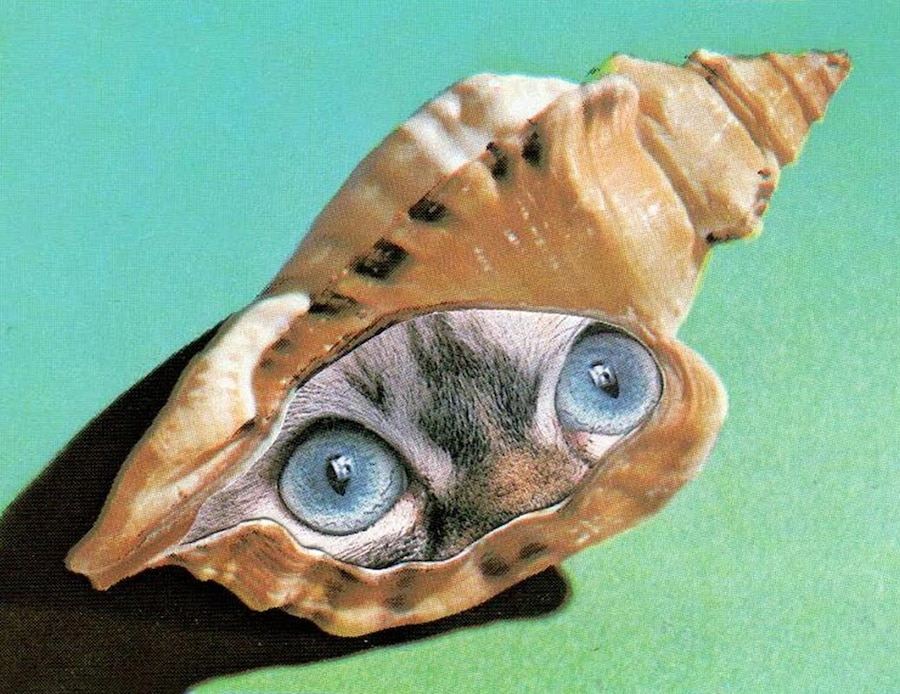 The Art of Cats in Seashells | AnOther