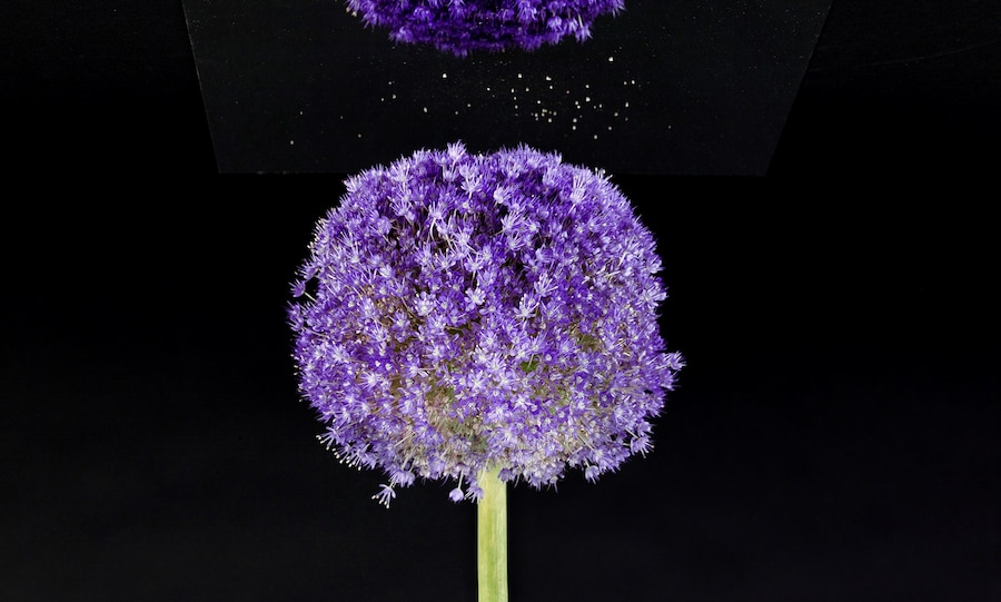 Introducing AnOther's Dedicated 'Agony Plant' | AnOther