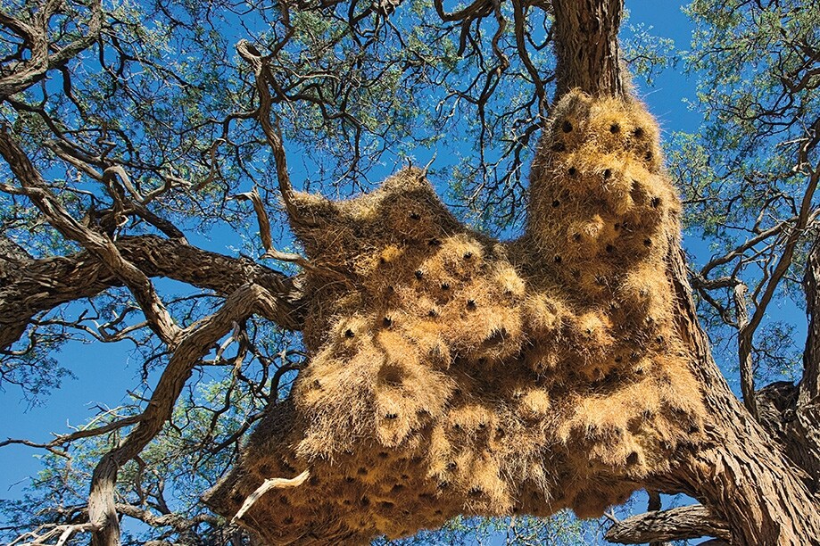 Amazing Animal Architecture | AnOther