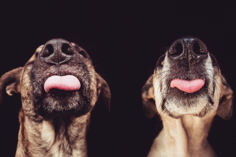 Silly Dogs | AnOther