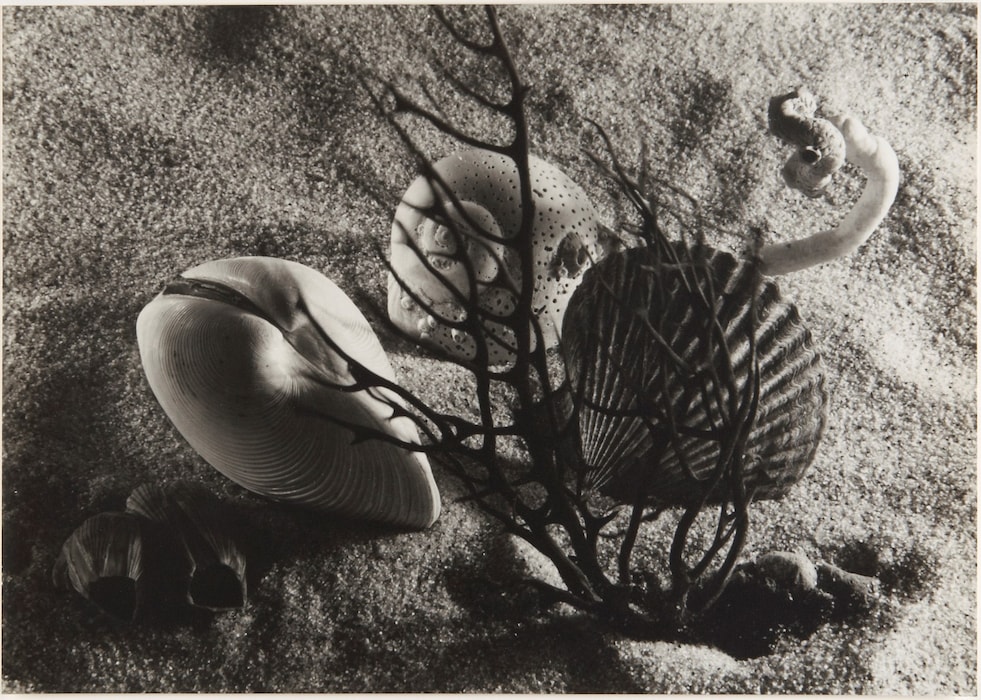 The Sensuous World of Avant-Garde Photographer Ruth Bernhard | AnOther