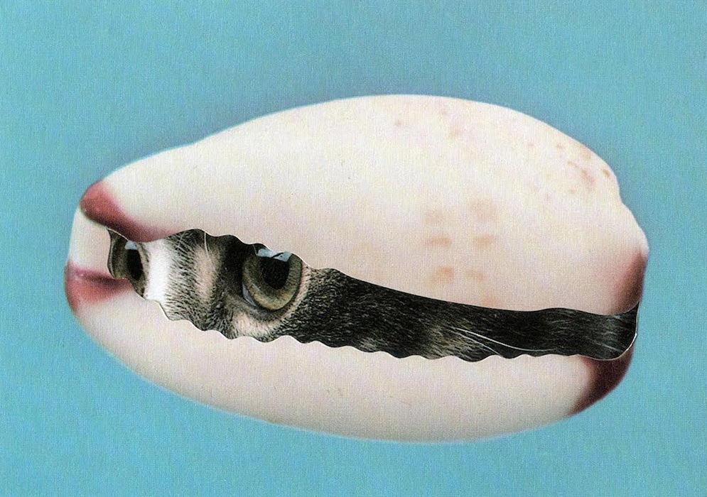 The Art of Cats in Seashells | AnOther